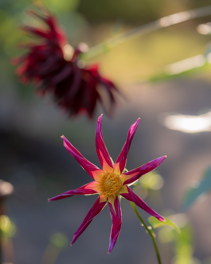 Makrofoto – Enskede Fotoklubb